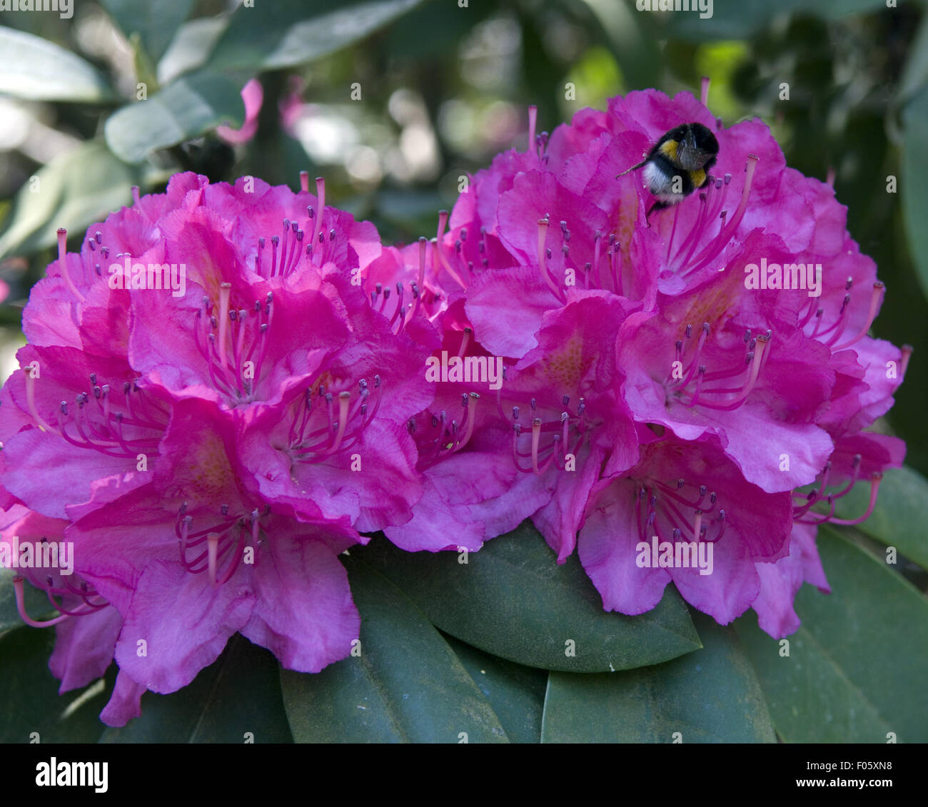 Rhododendron hybride hi-res stock photography and images - Alamy