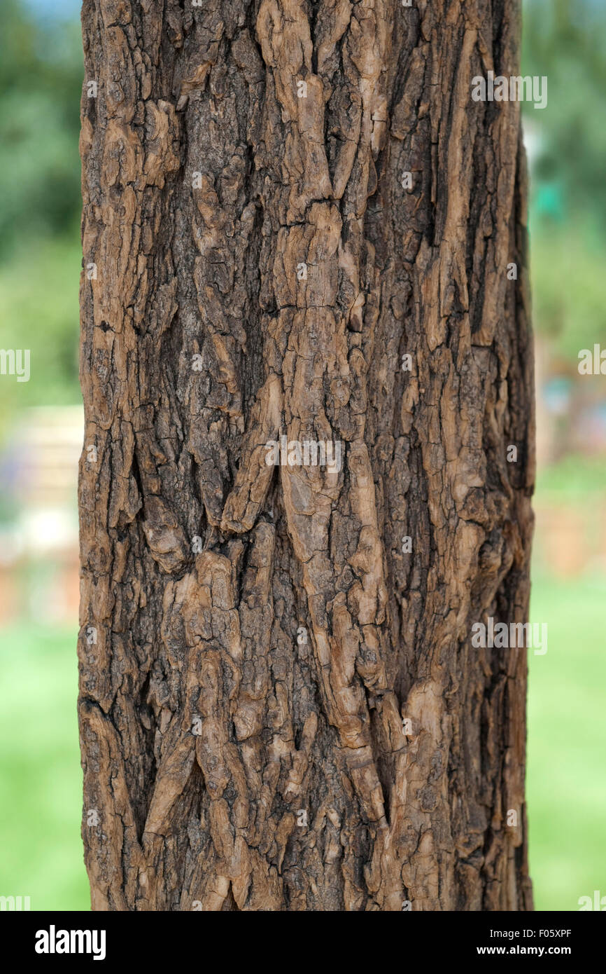 Robinie pseudoacacia baum hi-res stock photography and images - Alamy
