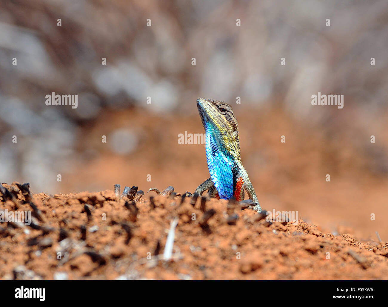 Lizards of maharashtra hi-res stock photography and images - Alamy