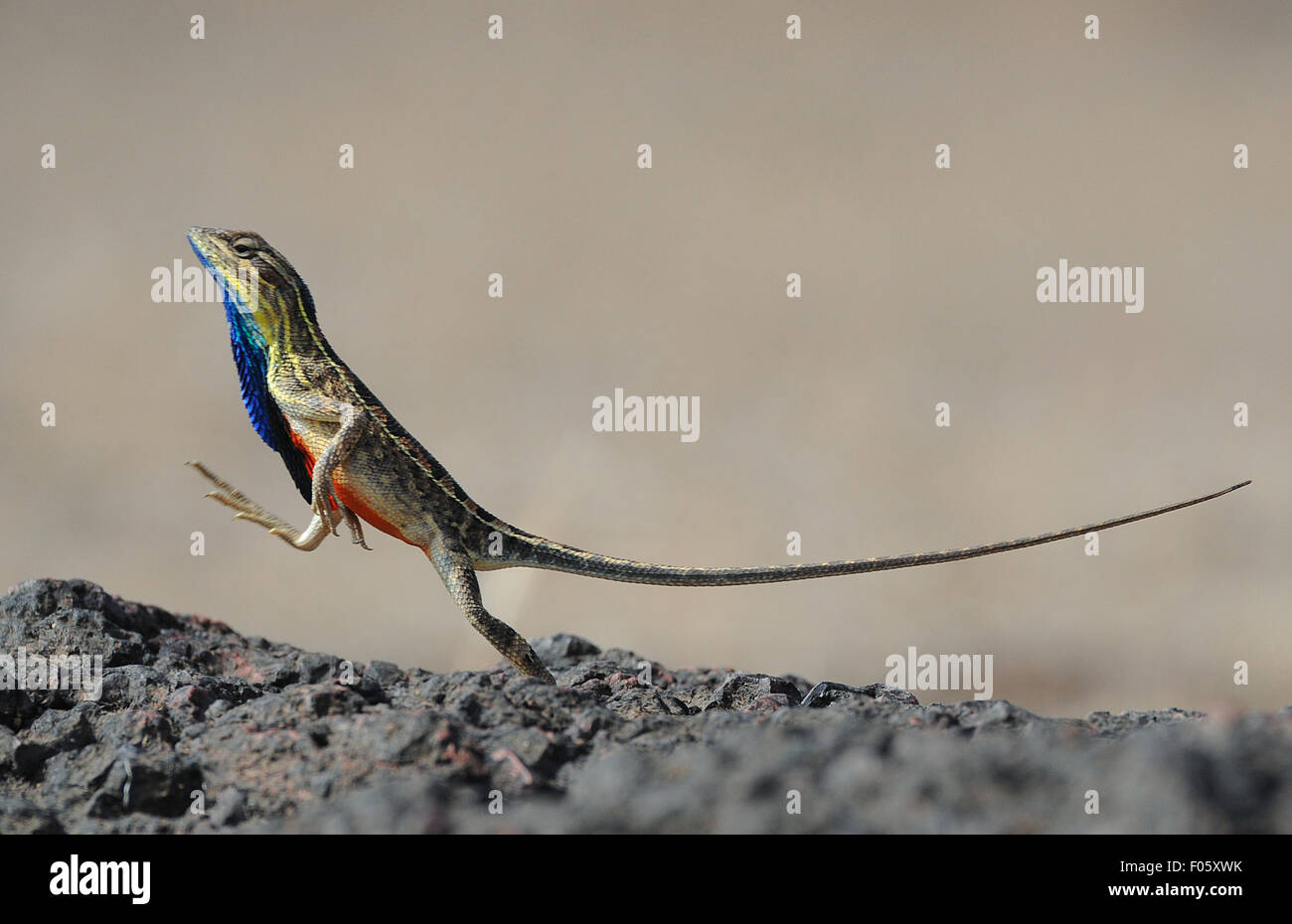 Lizards of maharashtra hi-res stock photography and images - Alamy