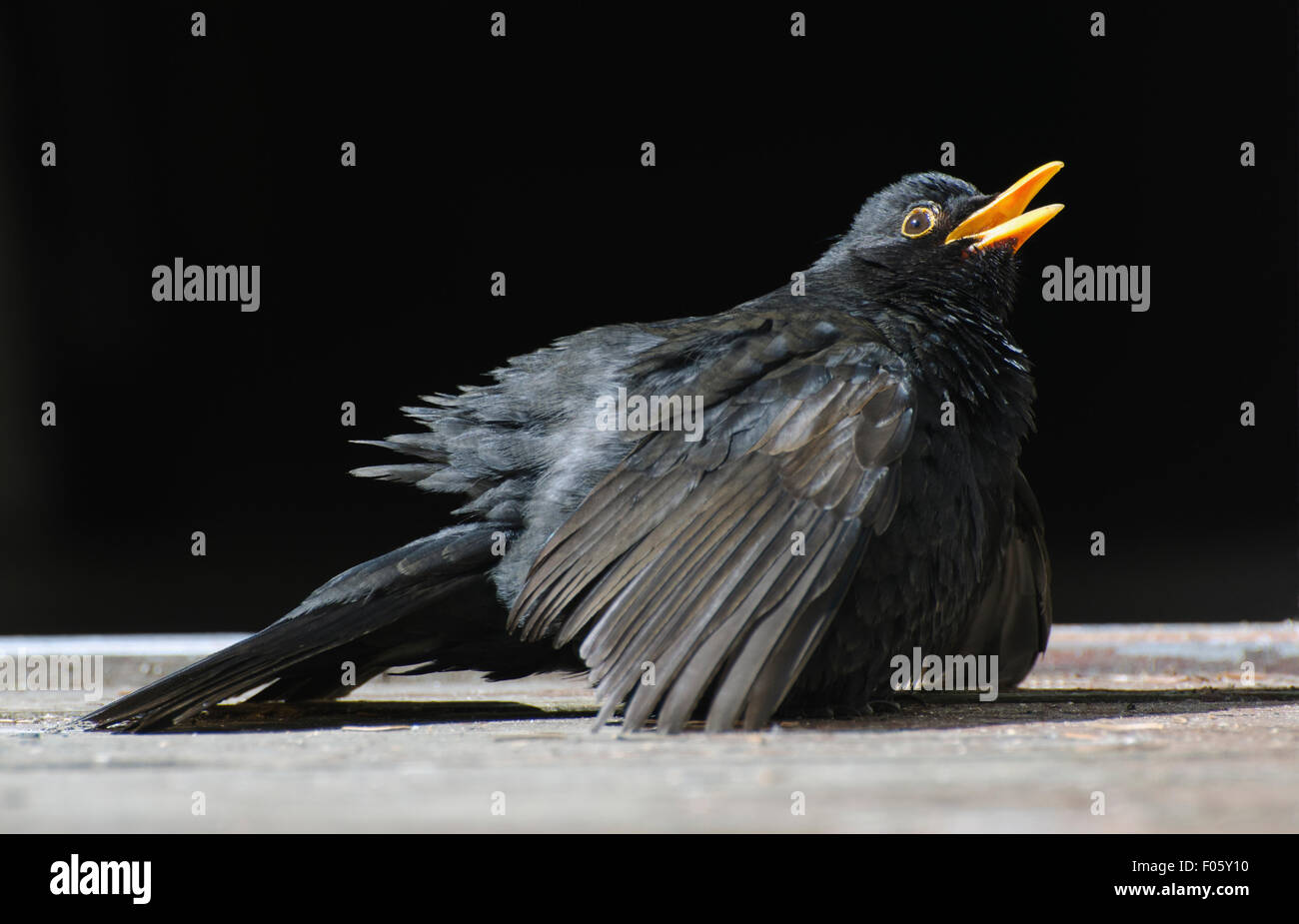 blackbird turdus merula sunning cairngorms national park highlands ...
