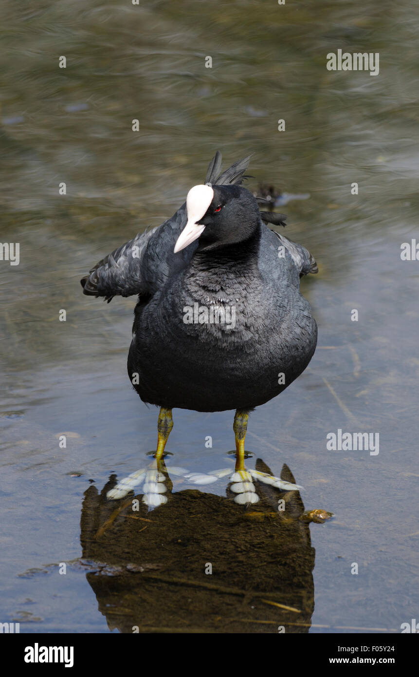 Preening coot hi-res stock photography and images - Alamy