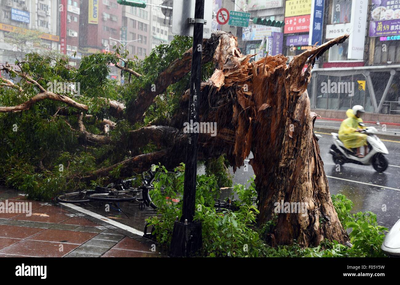 Taipei's Taiwan. 8th Aug, 2015. A big tree broken off by storm is seen ...