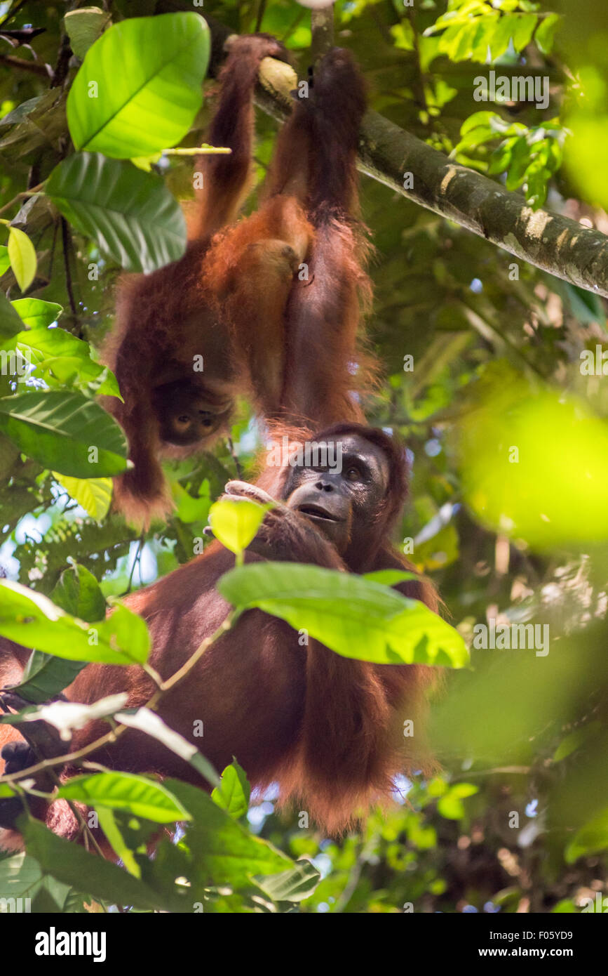 Wild northeast bornean orangutans (Pongo pygmaeus morio) during weaning ...