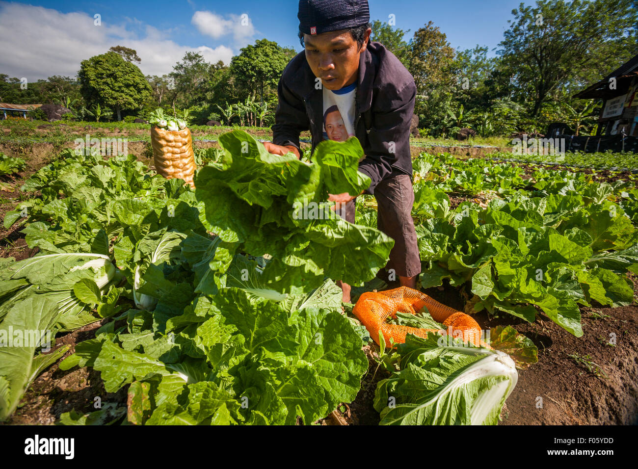 A farmer harvesting mustard vegetable in Tegur Wangi village, Pagar ...