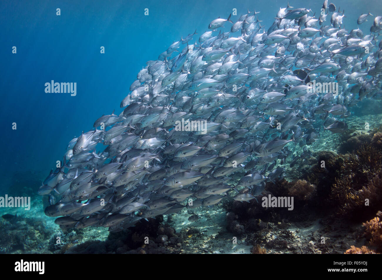 A Fish of Fish Stock Photo - Alamy