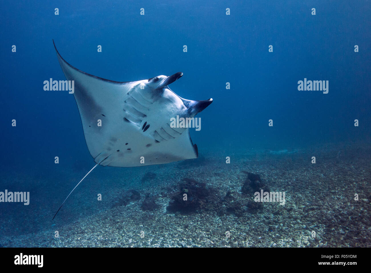 Manta ray belly hi-res stock photography and images - Alamy
