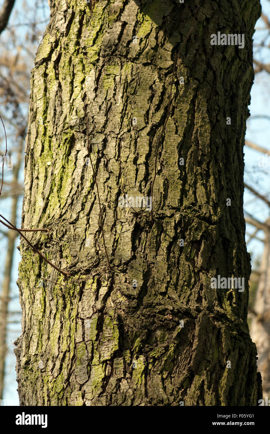 Pollen erle hi-res stock photography and images - Alamy