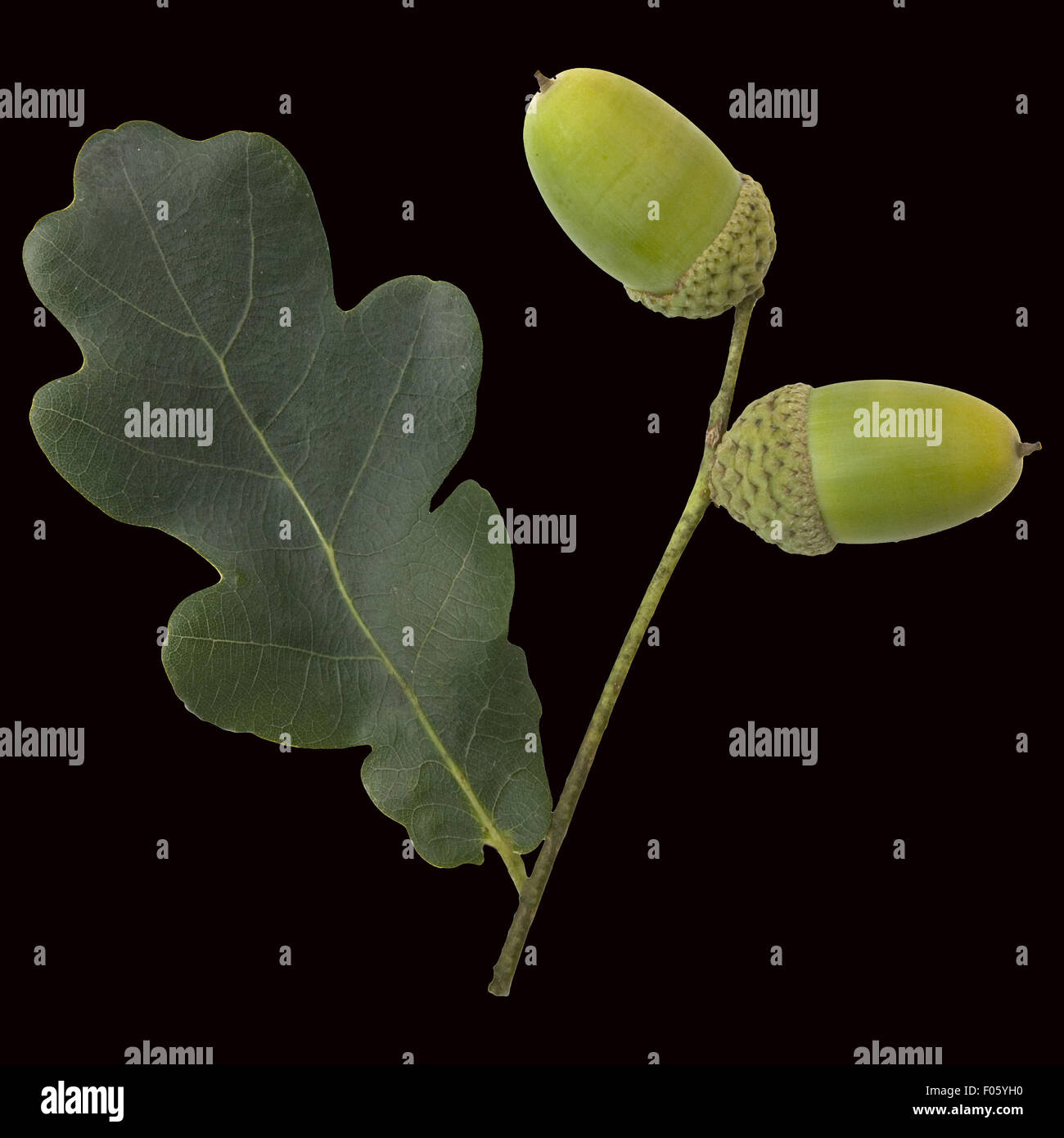 Stieleiche; Quercus; robur Stock Photo - Alamy