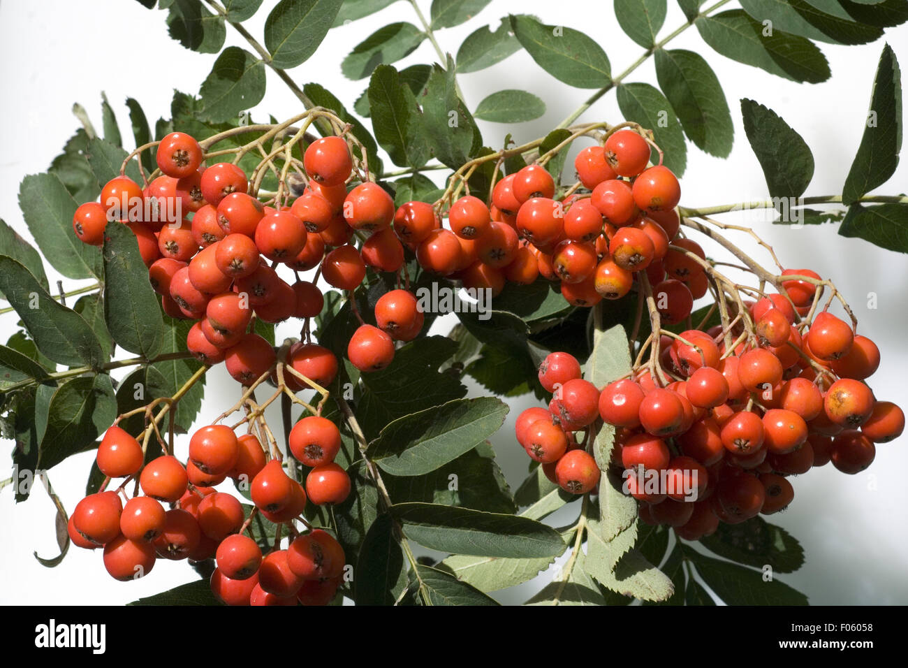 Vogelbeere frucht hi-res stock photography and images - Alamy