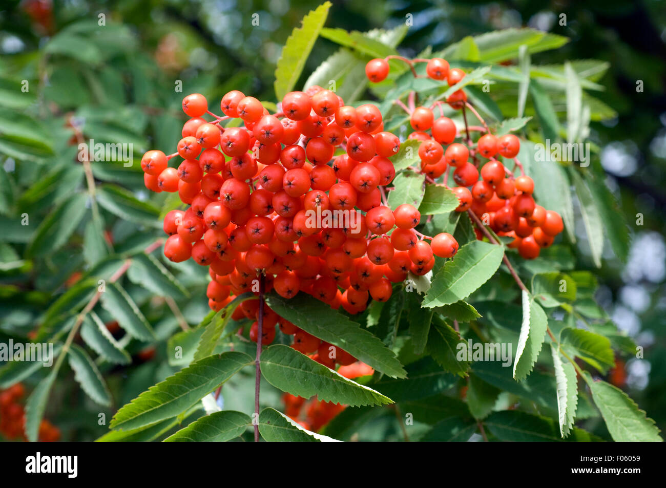 Vogelbeeren, Sorbus, aucuparia, Heilpflanze Stock Photo - Alamy
