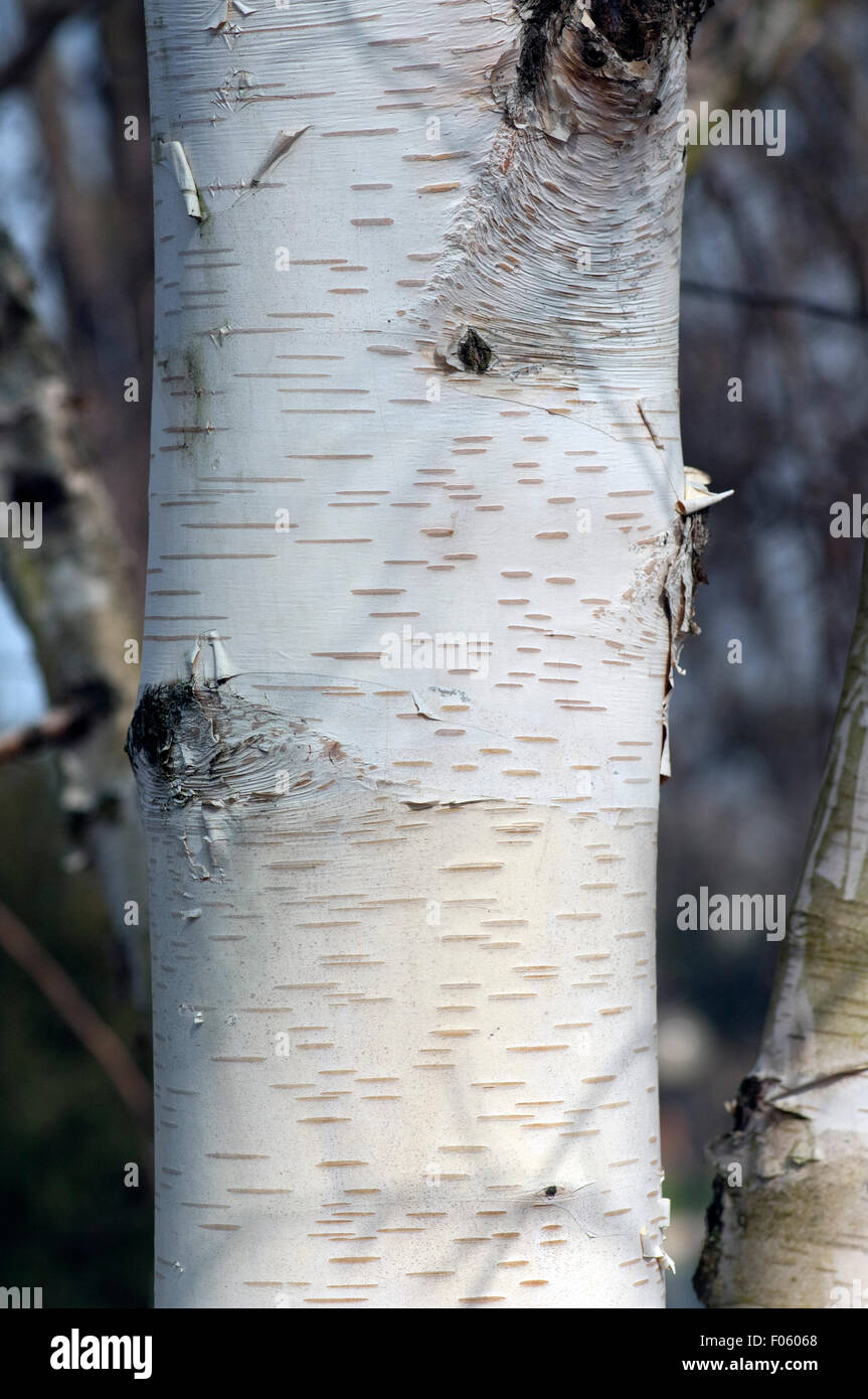 Weissrindige, Himalaja, Birke Stock Photo - Alamy