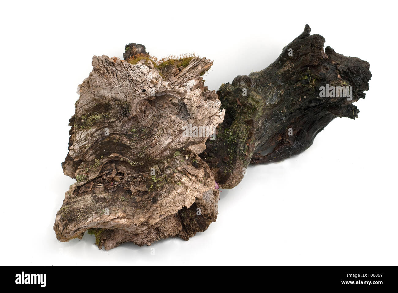 Wurzel hi-res stock photography and images - Alamy
