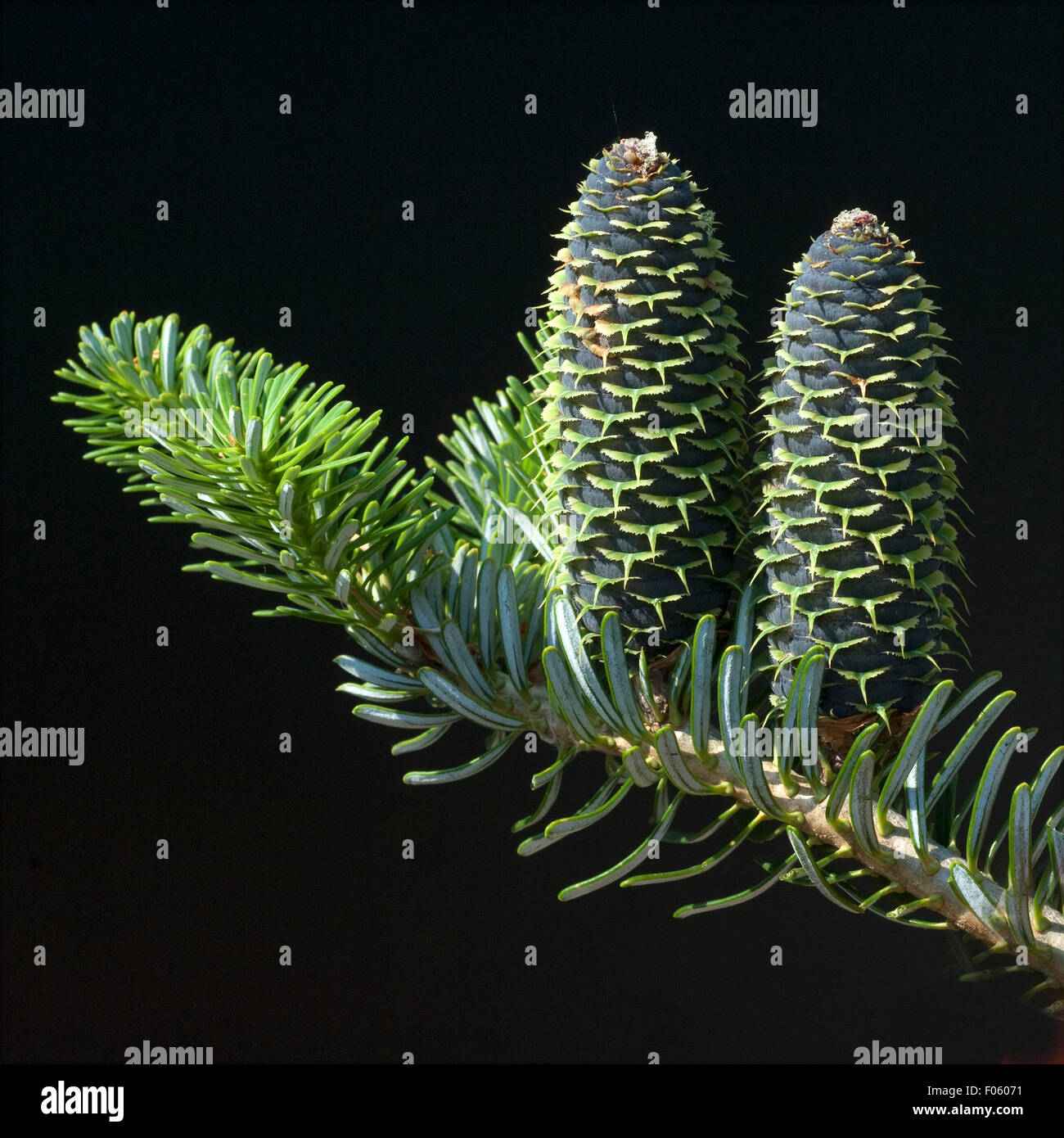 Tanne freisteller hi-res stock photography and images - Alamy