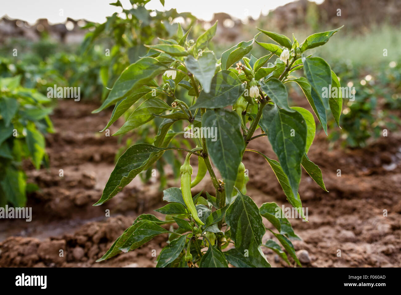 Chilli Plant Field