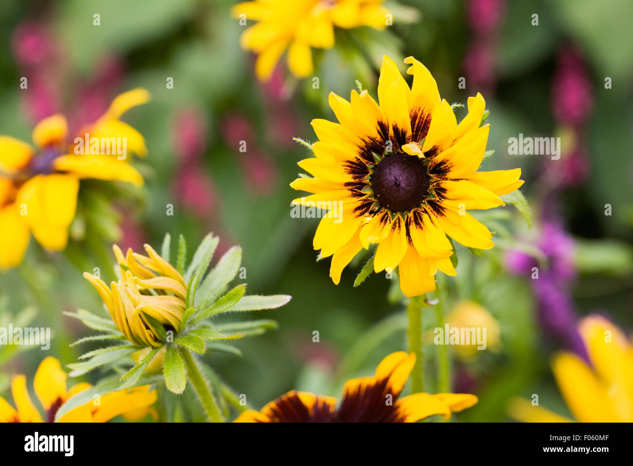 Pink Rudbeckia High Resolution Stock Photography and Images - Alamy