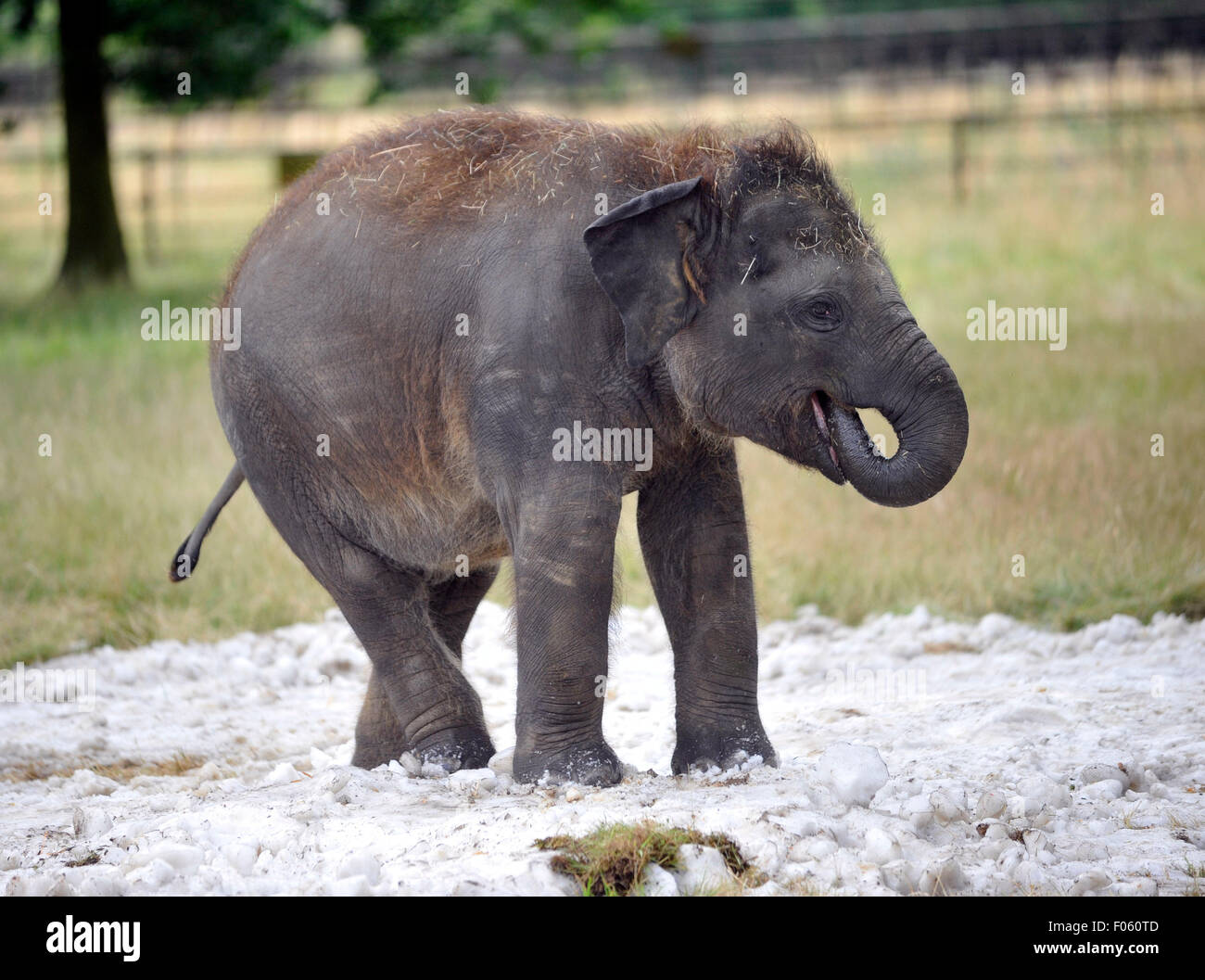 As the summer scorcher continues to sweep the country, ZSL Whipsnade ...