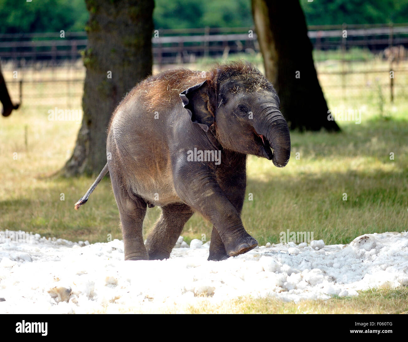 As the summer scorcher continues to sweep the country, ZSL Whipsnade ...