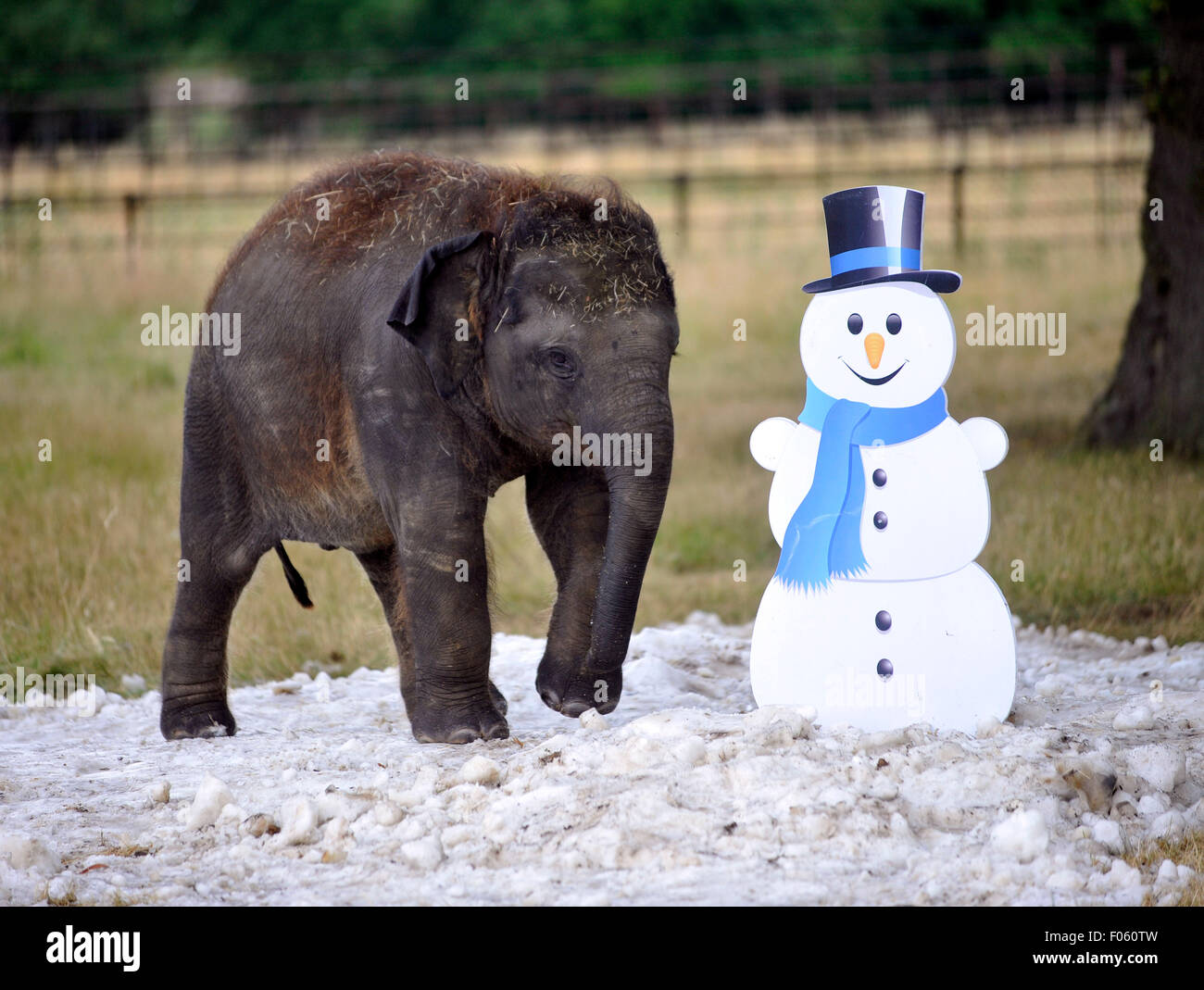 As the summer scorcher continues to sweep the country, ZSL Whipsnade ...