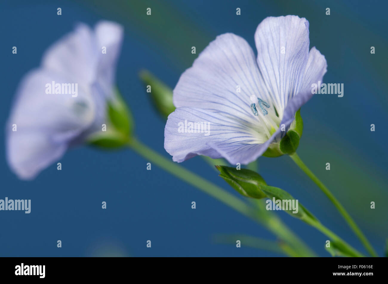 Flax (Linum usitatissimum) flowers over a blue background, close up ...