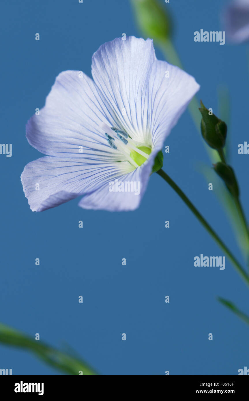Flax (Linum usitatissimum) flowers over a blue background, close up ...
