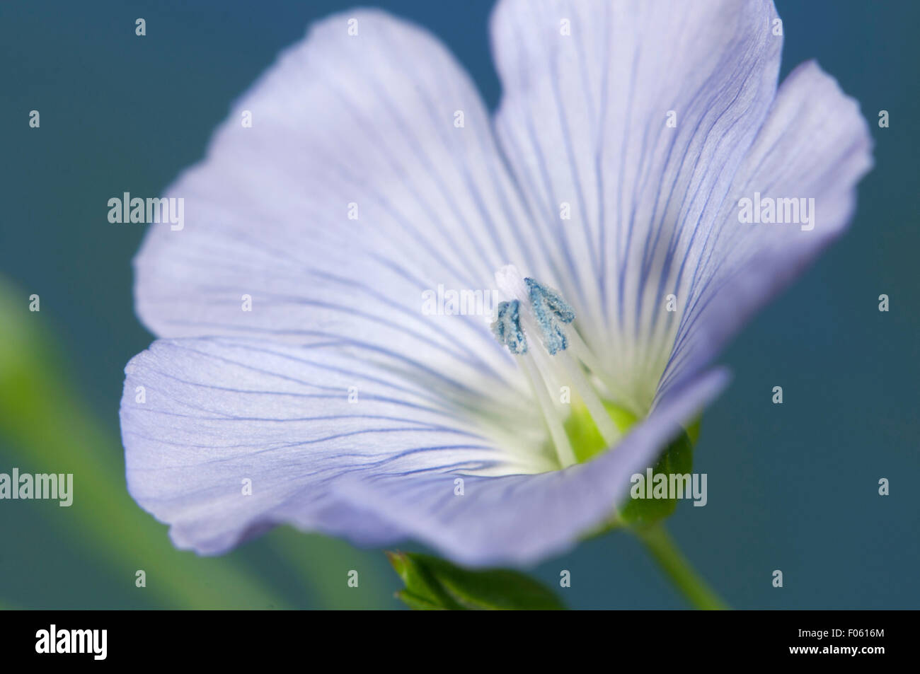 Flax (Linum usitatissimum) flowers over a blue background, close up ...