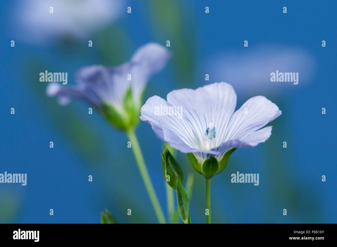Flax (Linum usitatissimum) flowers over a blue background, close up ...