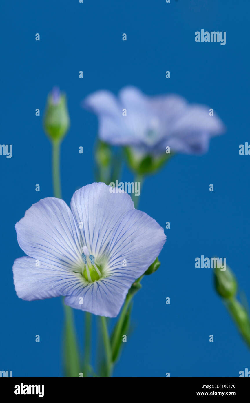 Flax (Linum usitatissimum) flowers over a blue background, close up ...