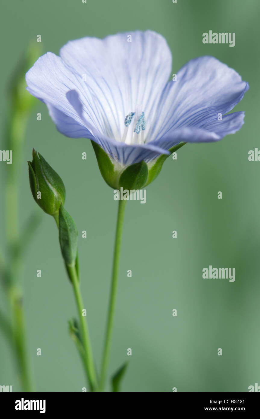 Flax (Linum usitatissimum) flowers over green background, close up shot ...