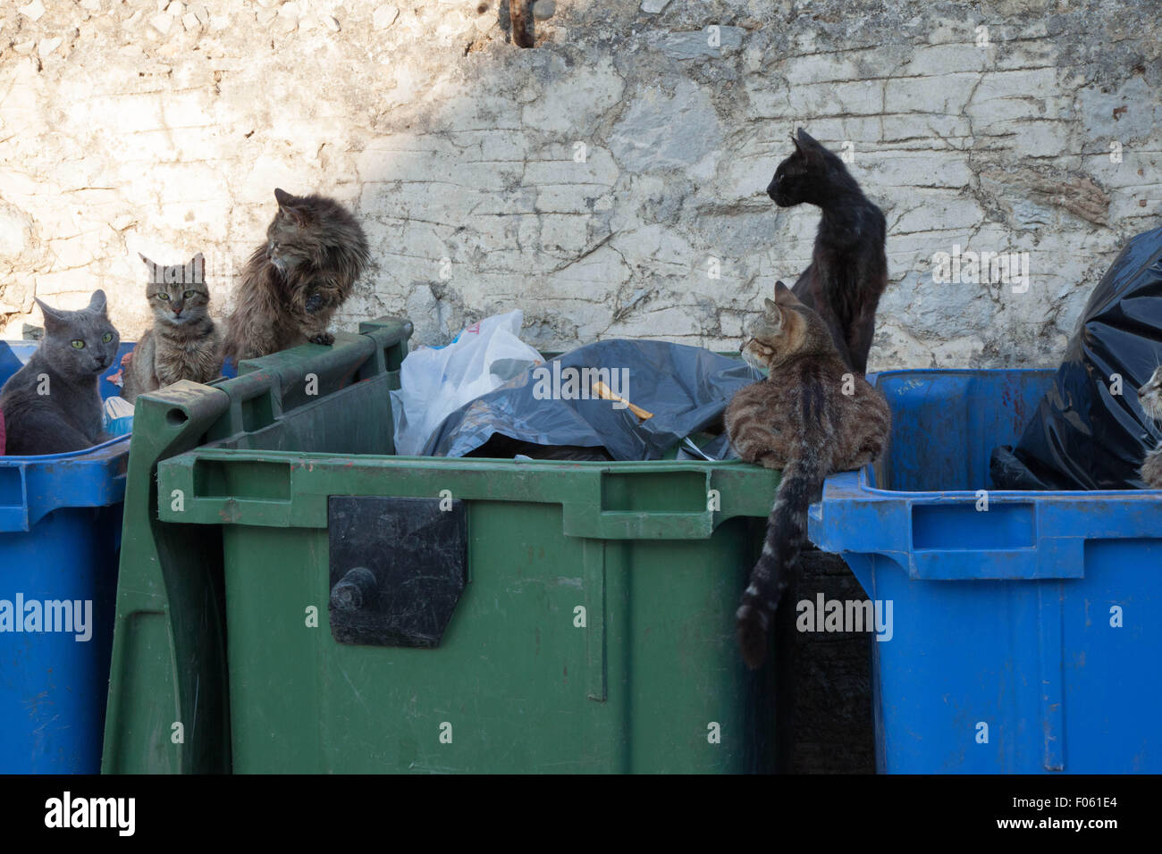 Ferrol cats scavenging in rubbish bins Stock Photo - Alamy