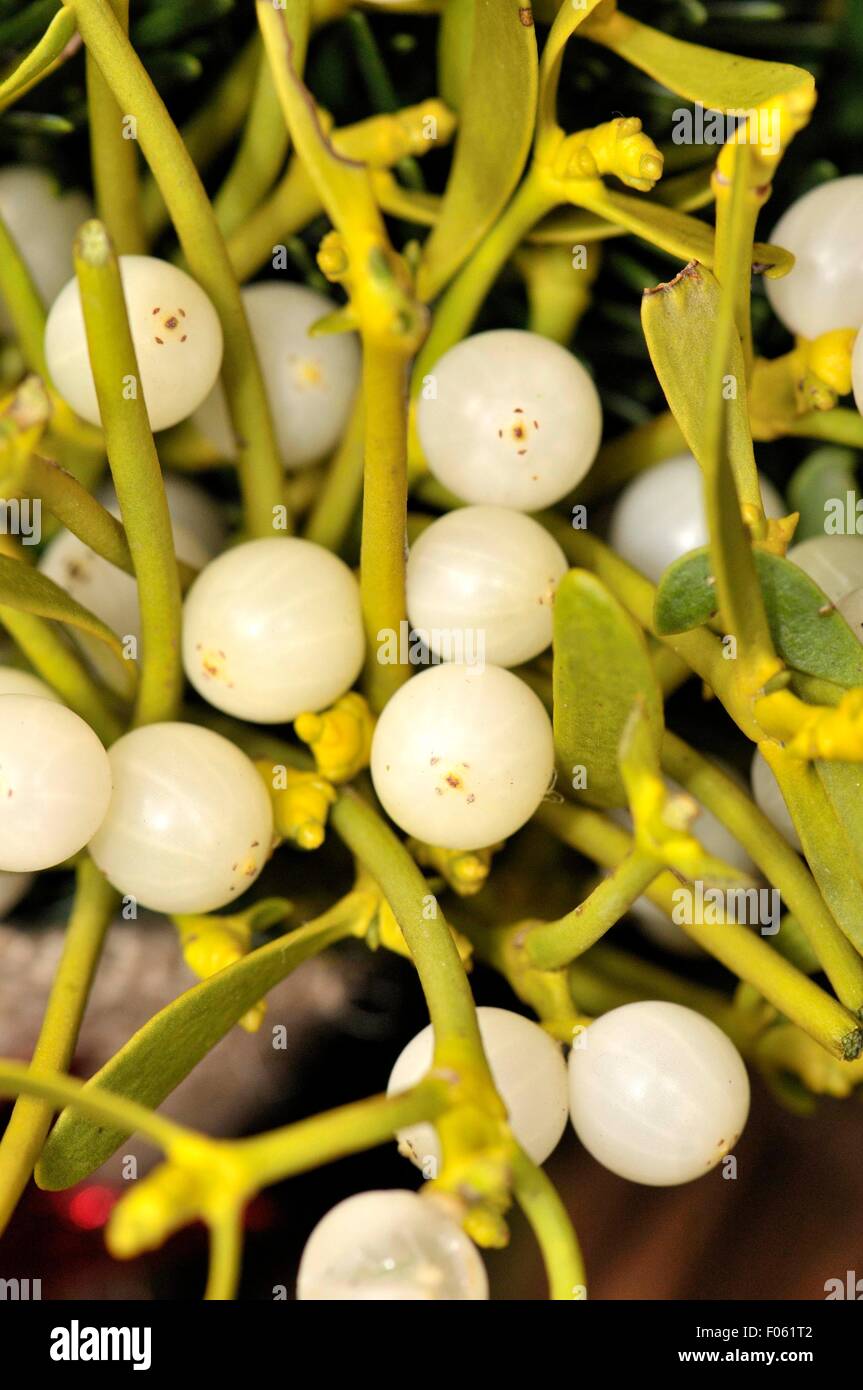 The colour and the shape album hi-res stock photography and images - Alamy