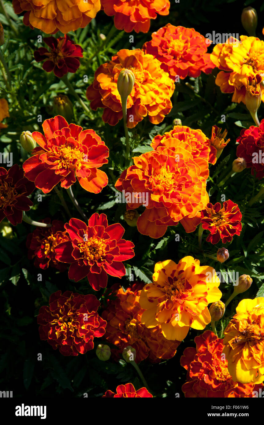 Dwarf marigold hi-res stock photography and images - Alamy