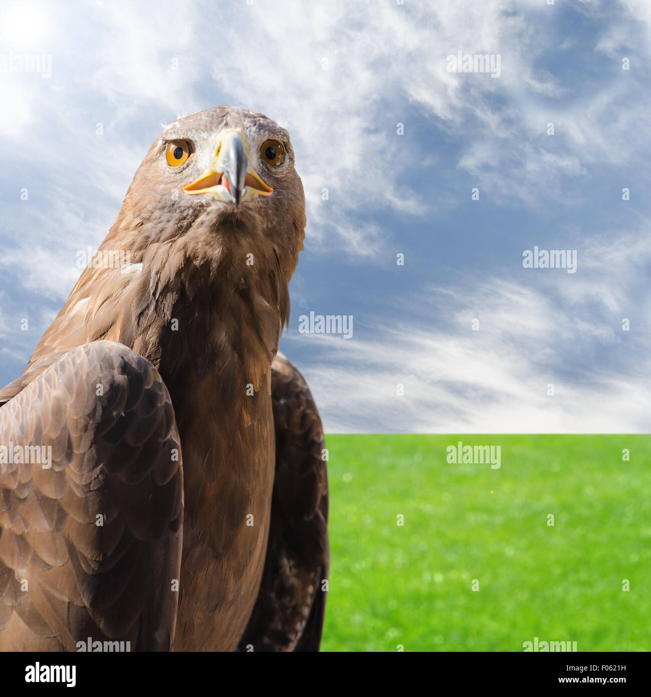 Portrait of wild predator bird golden eagle over natural sunny ...