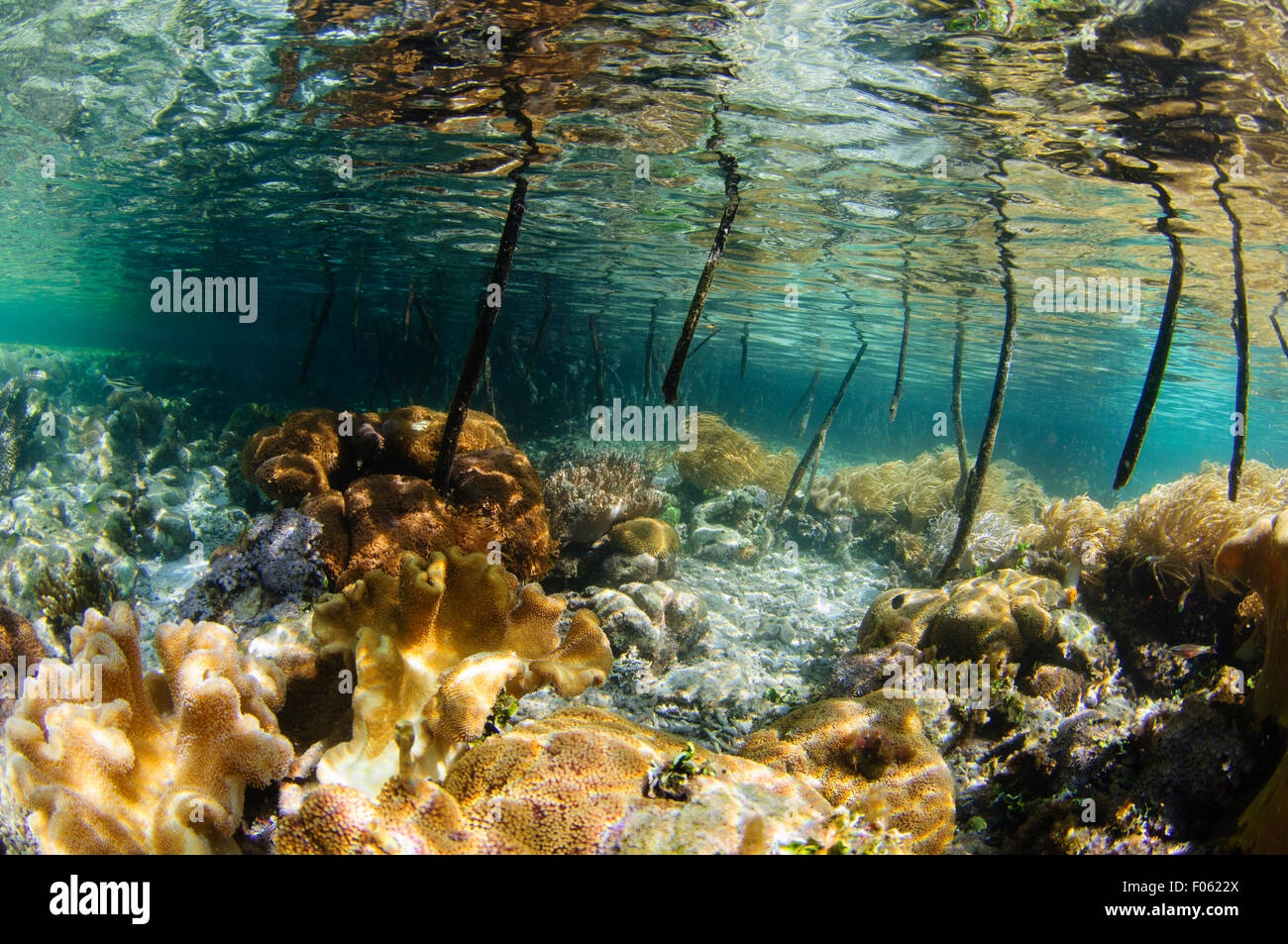 Shallow reef reflecting on the surface in the mangroves, Yangeffo, Gam ...