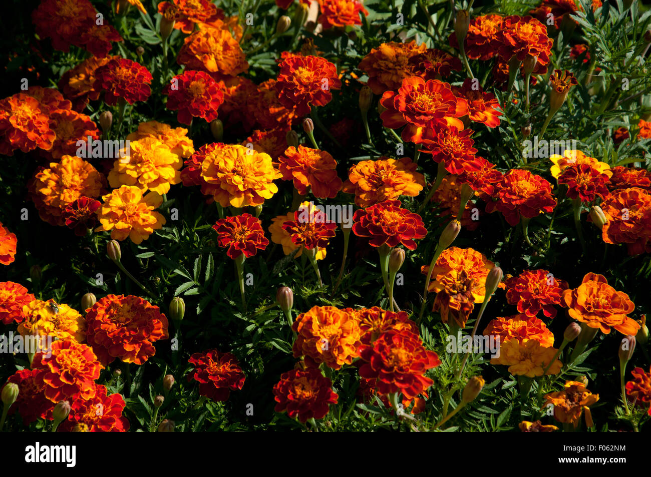 Flowering dwarf tagetes in the sunny morning Stock Photo - Alamy