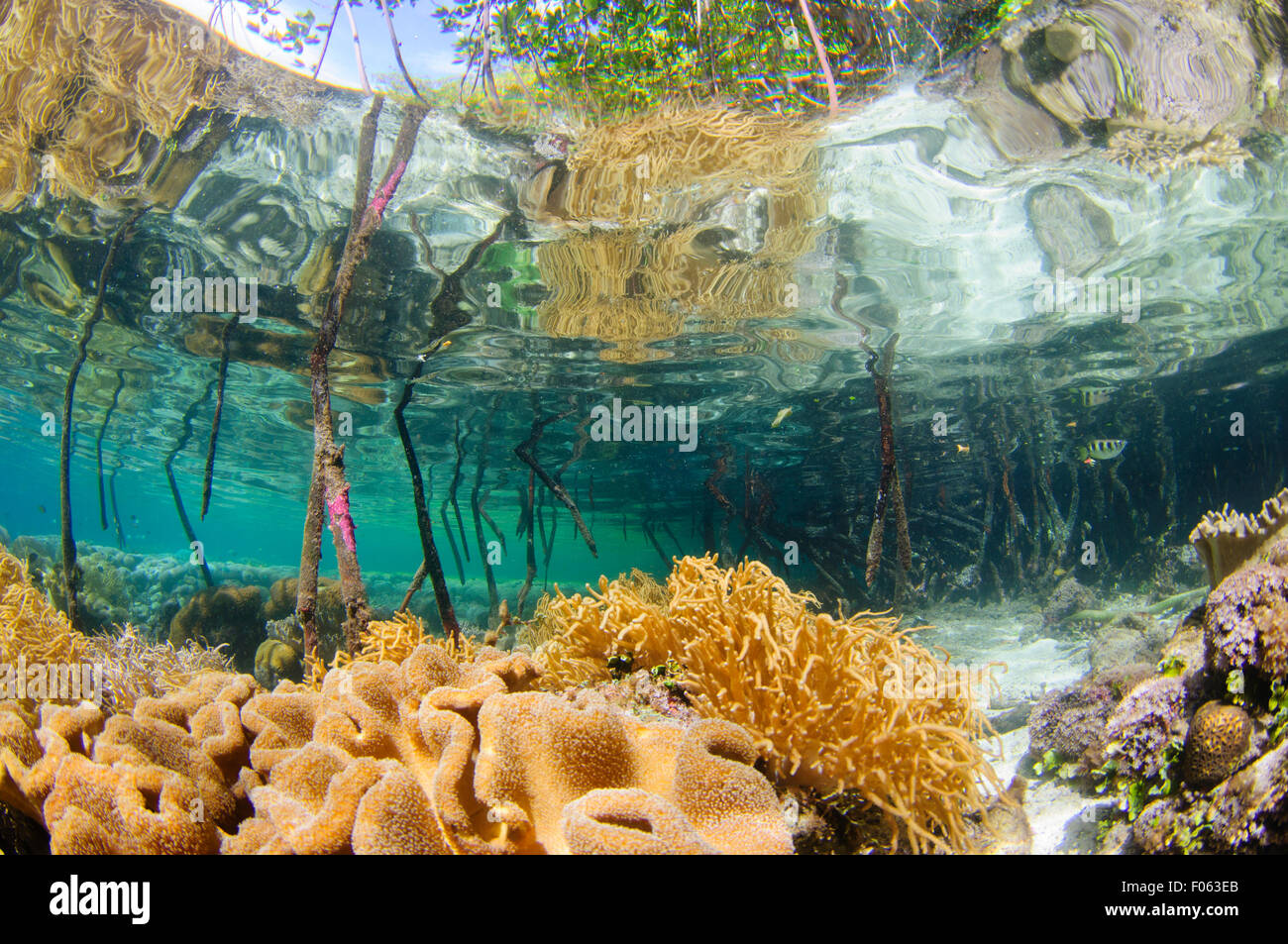 Shallow reef reflecting on the surface in the mangroves, Yangeffo, Gam ...