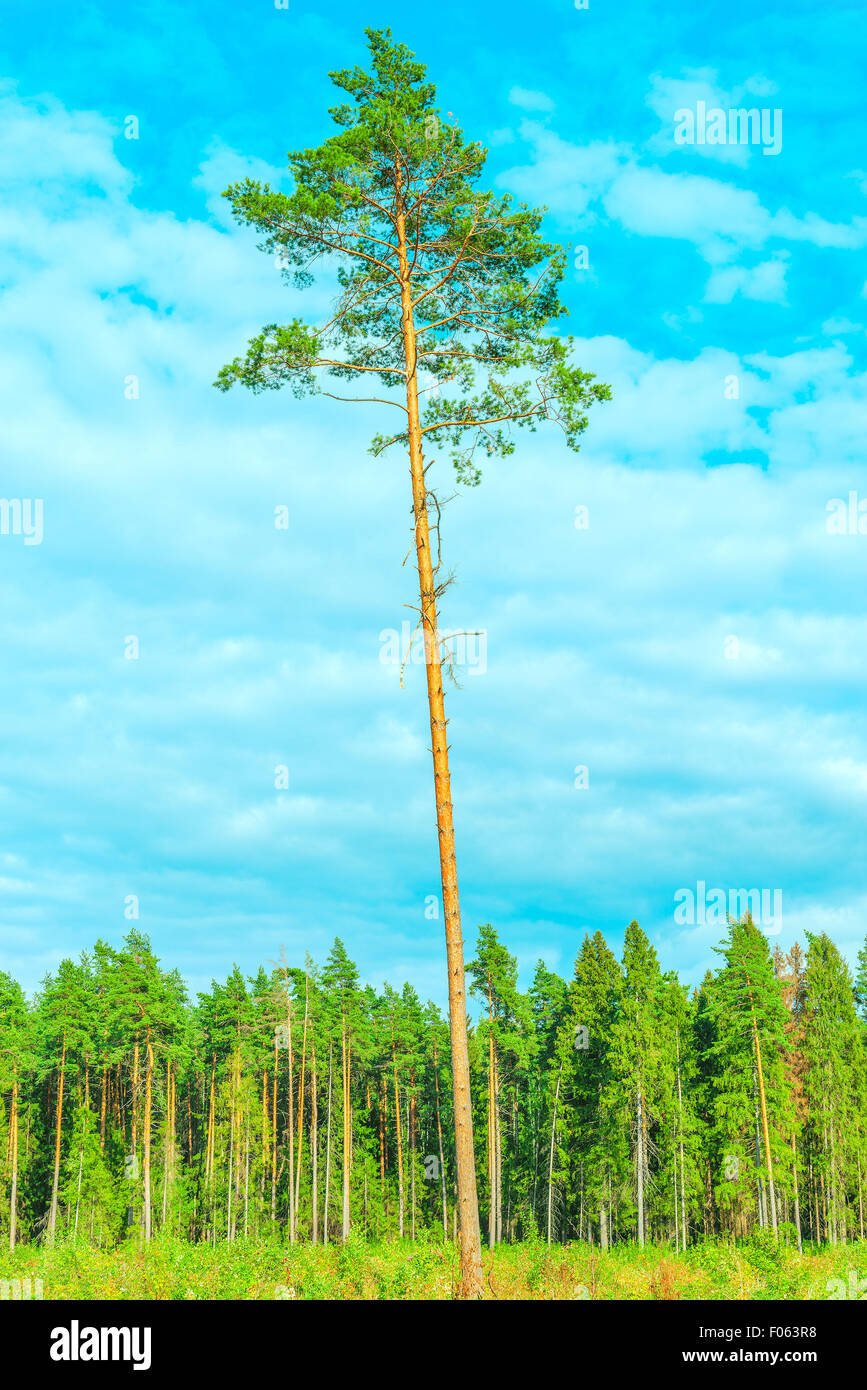 Tall old pine tree by the forest Stock Photo - Alamy
