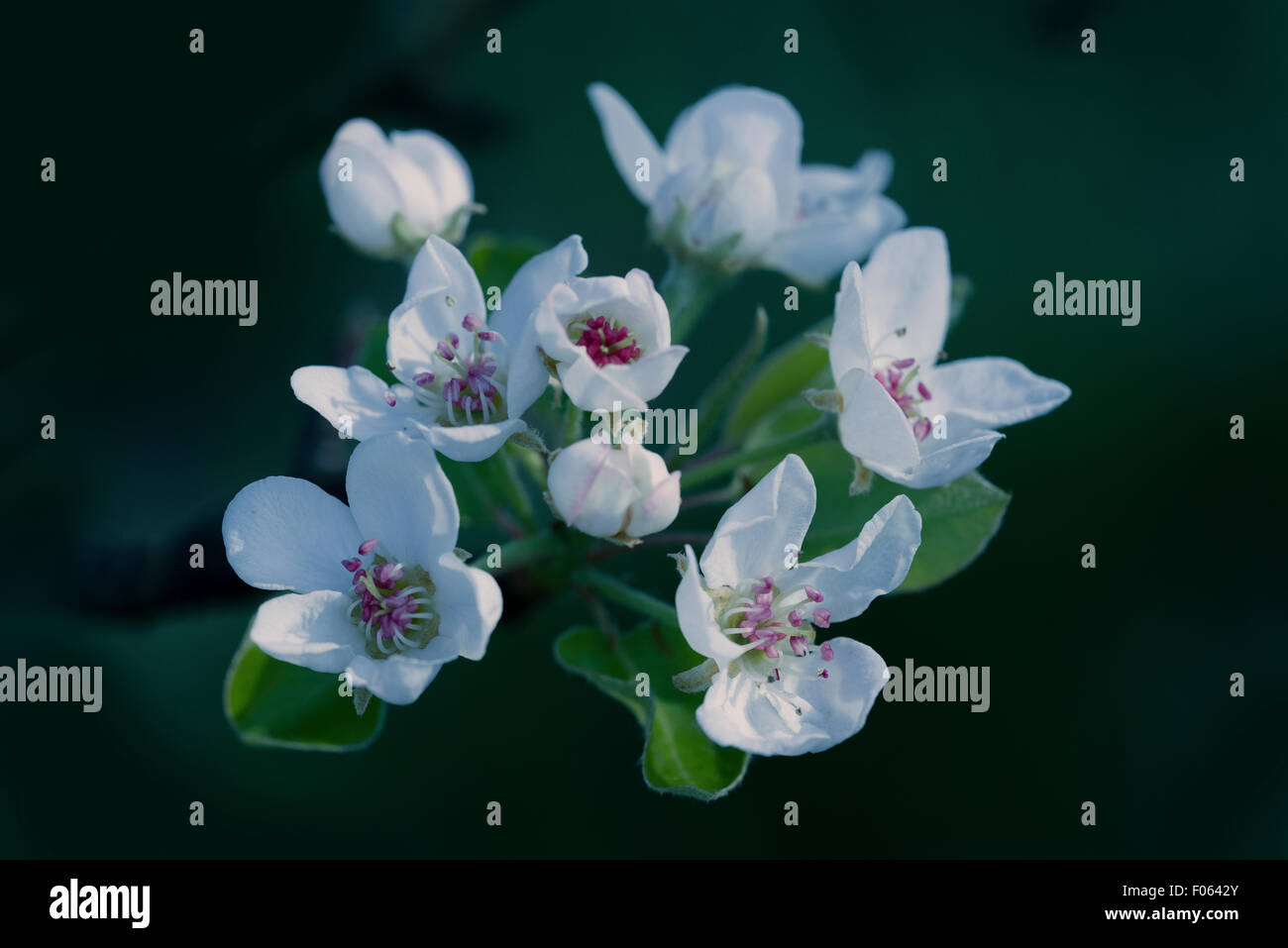 Monferrato, Piedmont, Italy: pear trees in blossom Stock Photo - Alamy