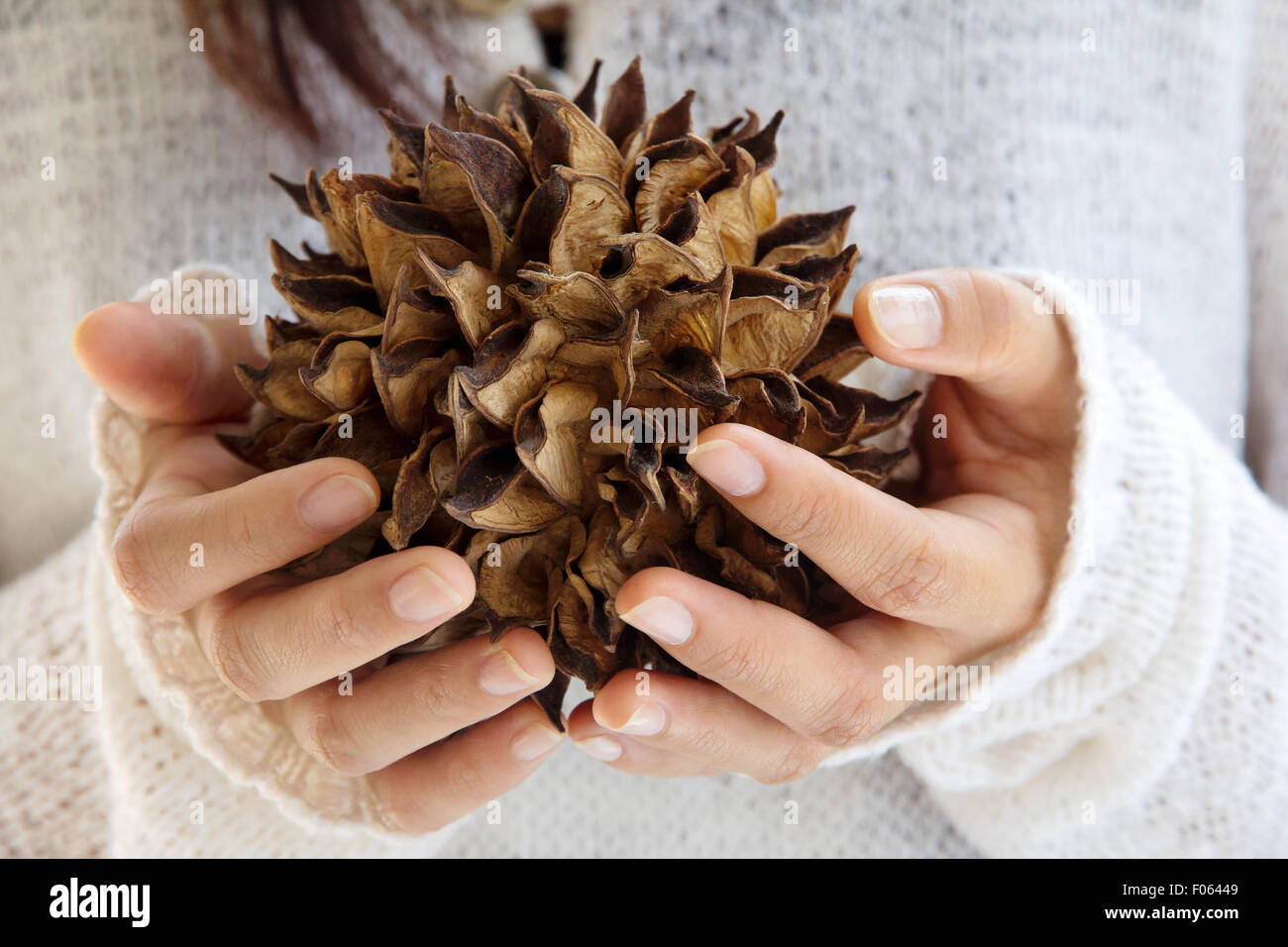 natural spiky tree,tree decoration Stock Photo - Alamy