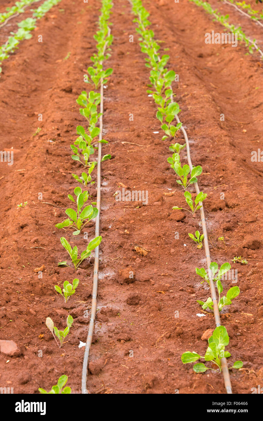 Drip irrigation africa hi-res stock photography and images - Alamy