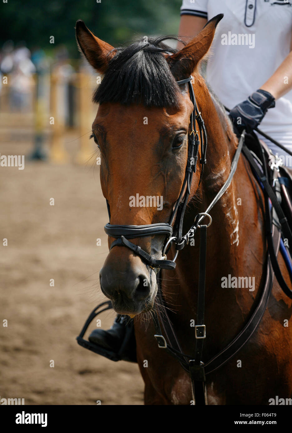 Face of a beautiful purebred racehorse on the jumping competition Stock ...