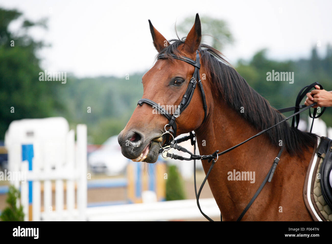 Face of a beautiful purebred racehorse on the jumping competition Stock ...