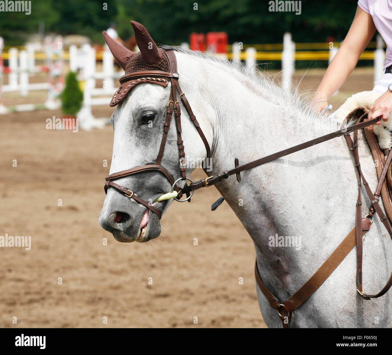 Face of a beautiful purebred racehorse on the jumping competition Stock ...