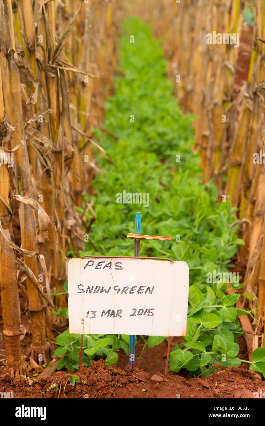 Tobacco seedlings hi-res stock photography and images - Alamy