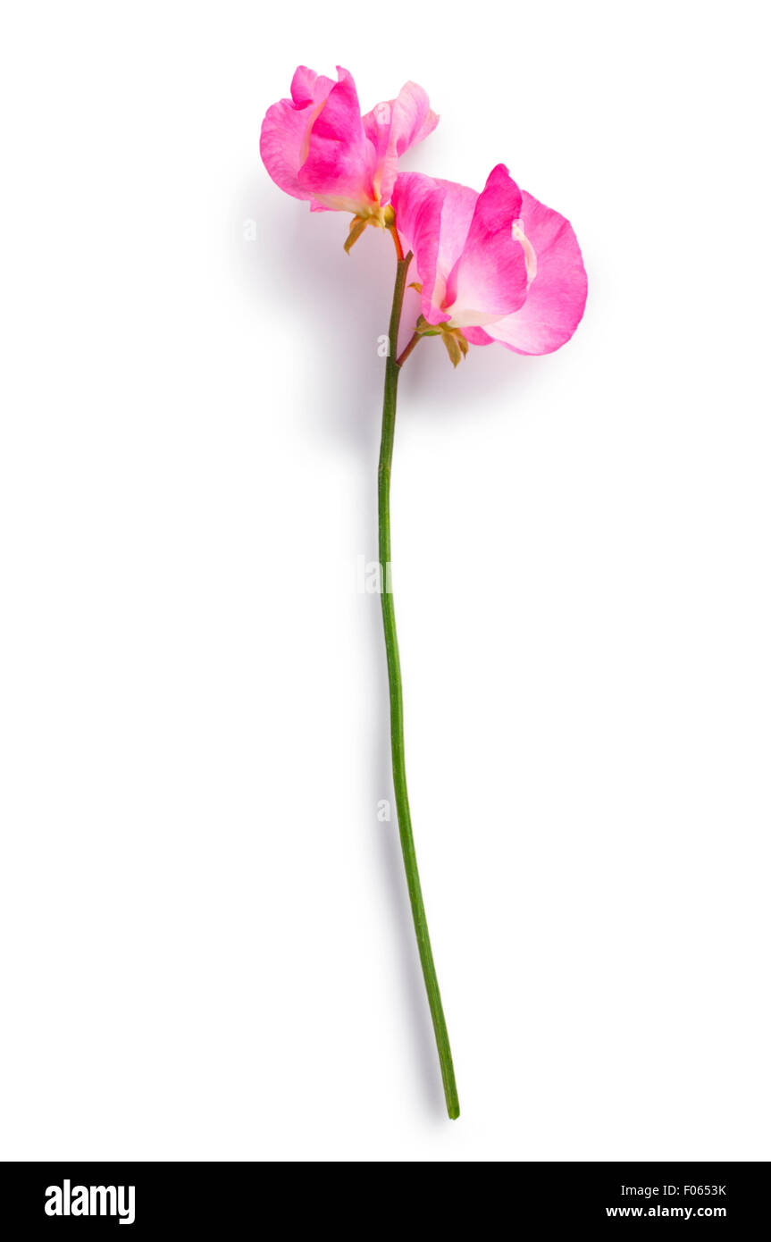 Sweet peas blooms hi-res stock photography and images - Alamy