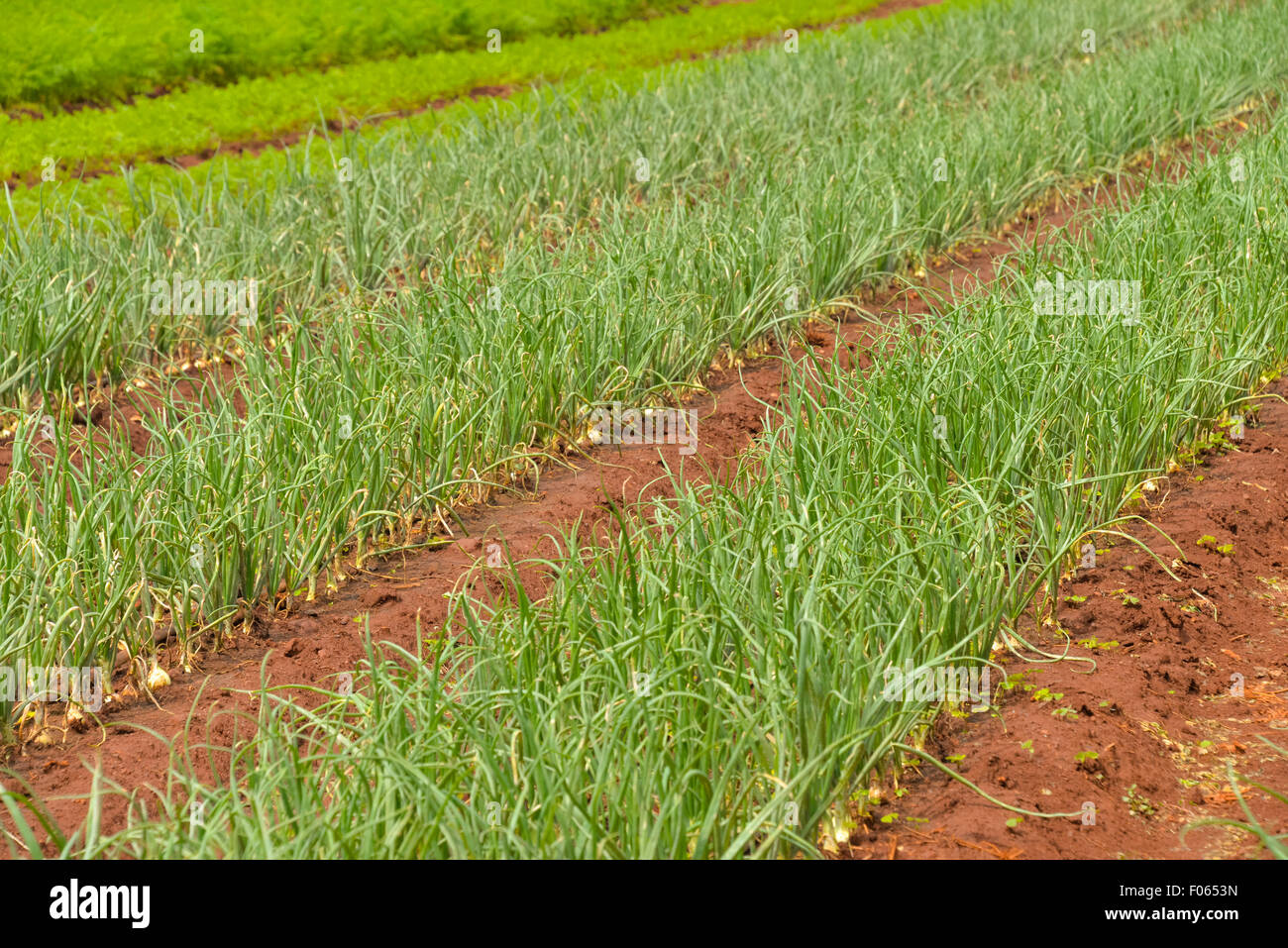 Tree planting large scale hi-res stock photography and images - Alamy