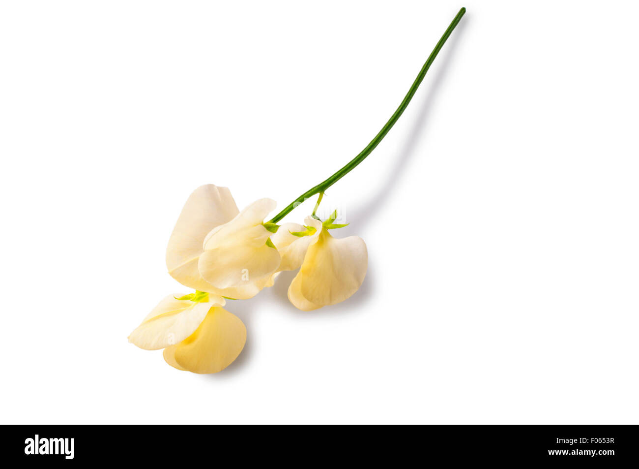 Sweet pea flower single hi-res stock photography and images - Alamy