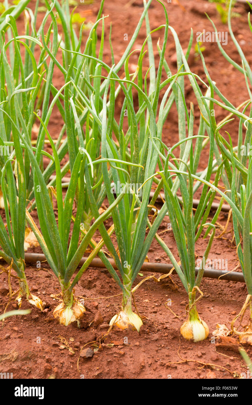 Drip irrigation africa hi-res stock photography and images - Alamy