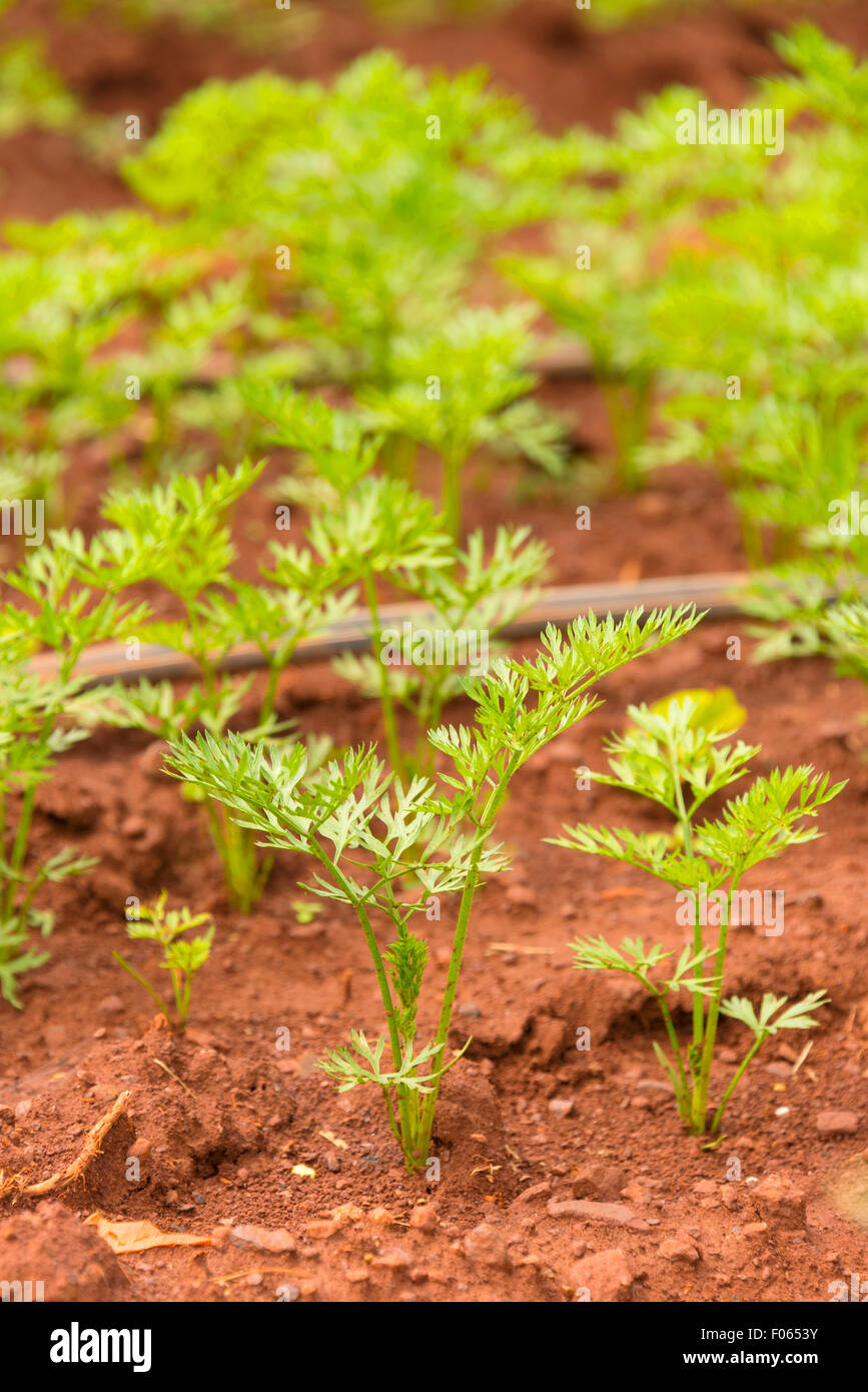 Drip irrigation africa hi-res stock photography and images - Alamy