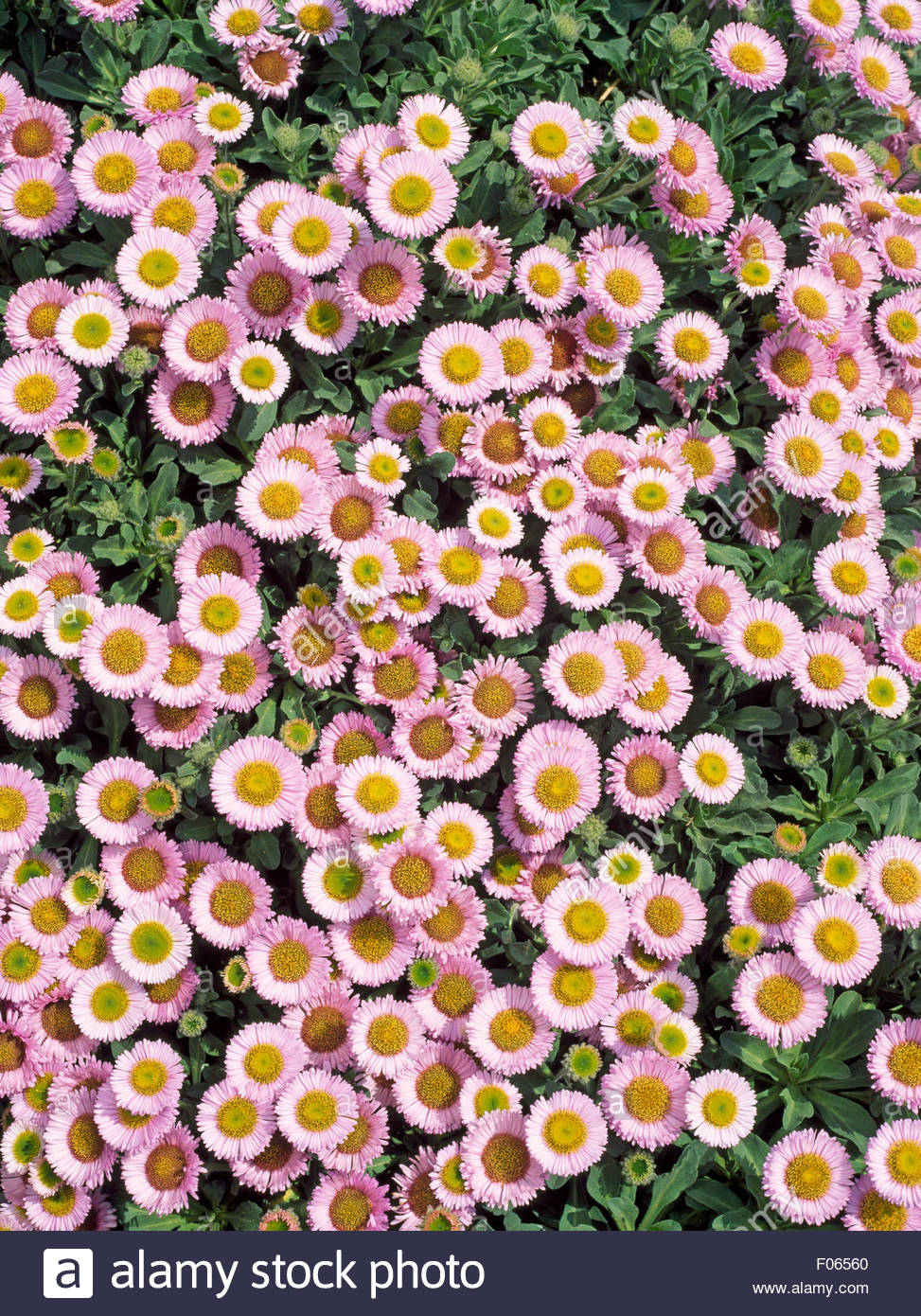 Erigeron Glaucus Stock Photos & Erigeron Glaucus Stock Images - Alamy